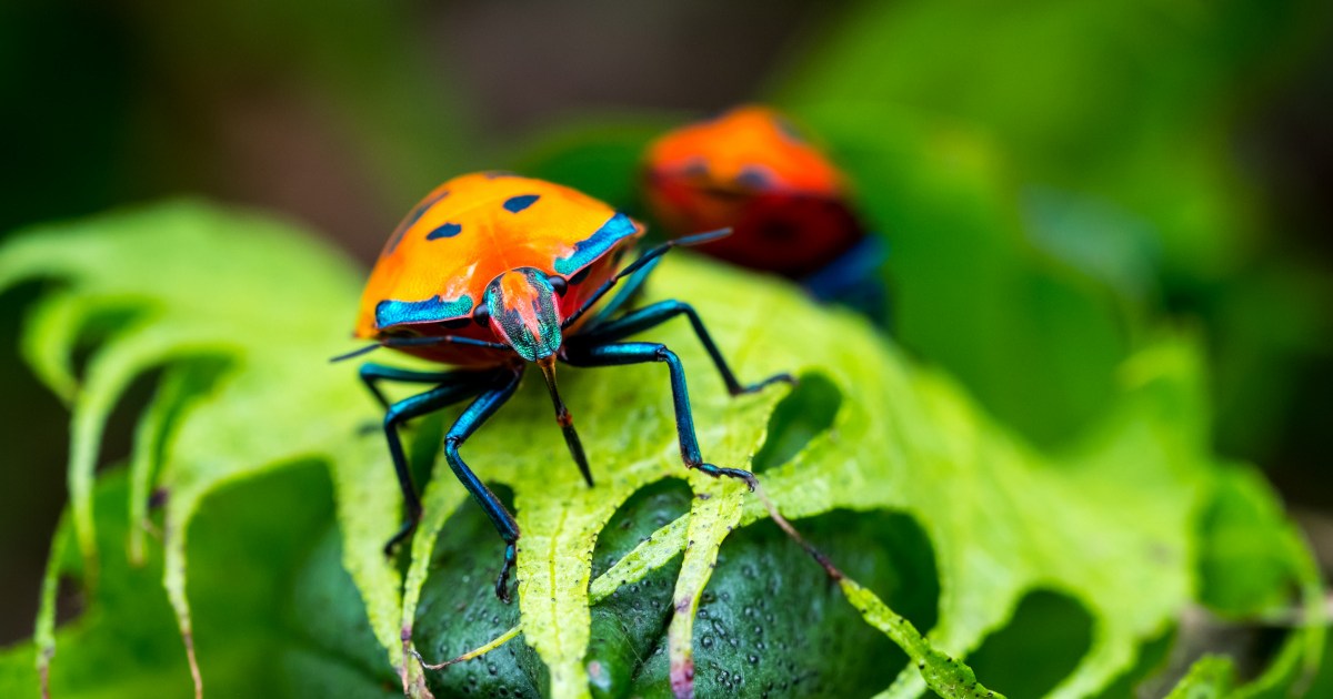 Insect species are facing worldwide extinction, scientists warn | The ...