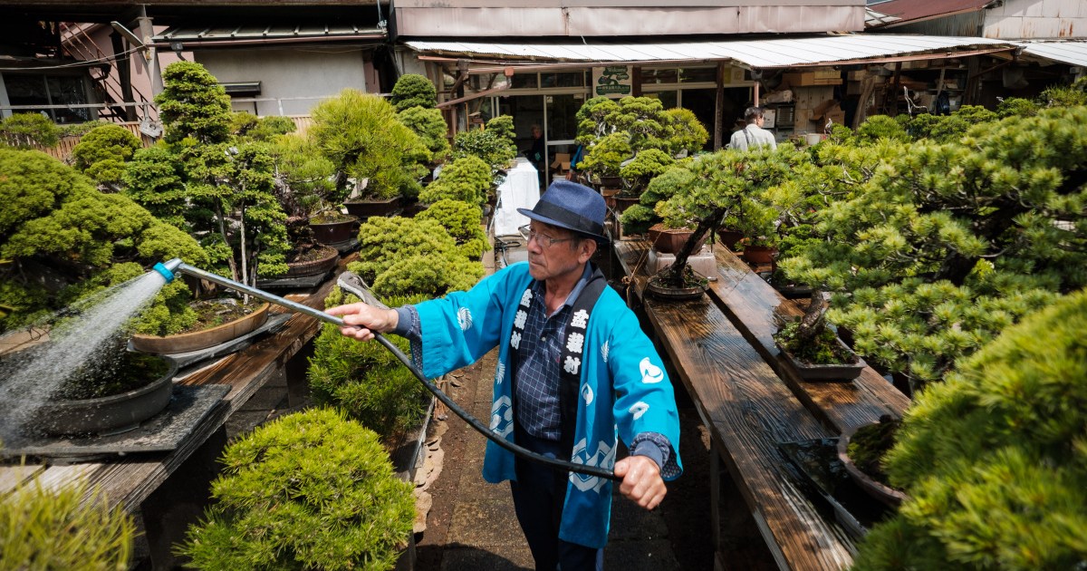 Japanese bonsai owners urge thieves to water stolen 400-year-old tree