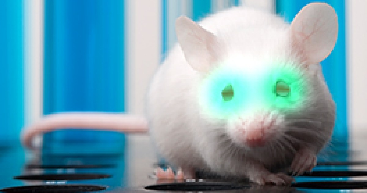 Science experiment gives mice night vision to see in the dark