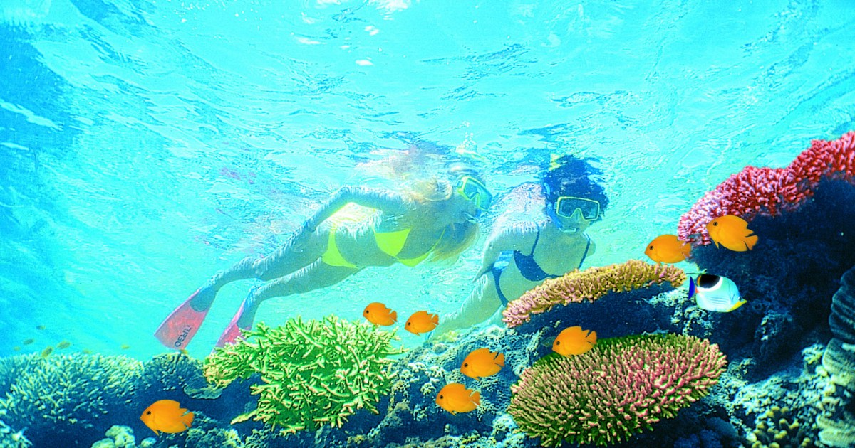 Sex On The Reef Scientists Trial A Bold Plan To Help Coral Spawn Sex