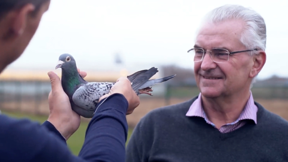 'Lewis Hamilton of pigeons' fetches record $2m at auction | The New Daily