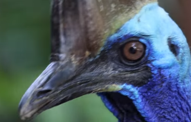 Australian cassowary kills Florida bird breeder