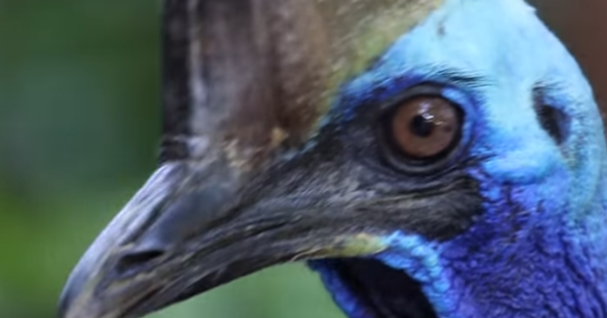 Australian cassowary kills Florida bird breeder