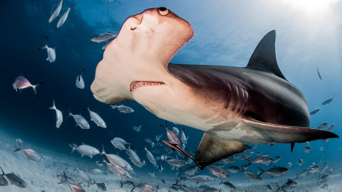 Scientists find 'alarming' global decline in sharks and rays