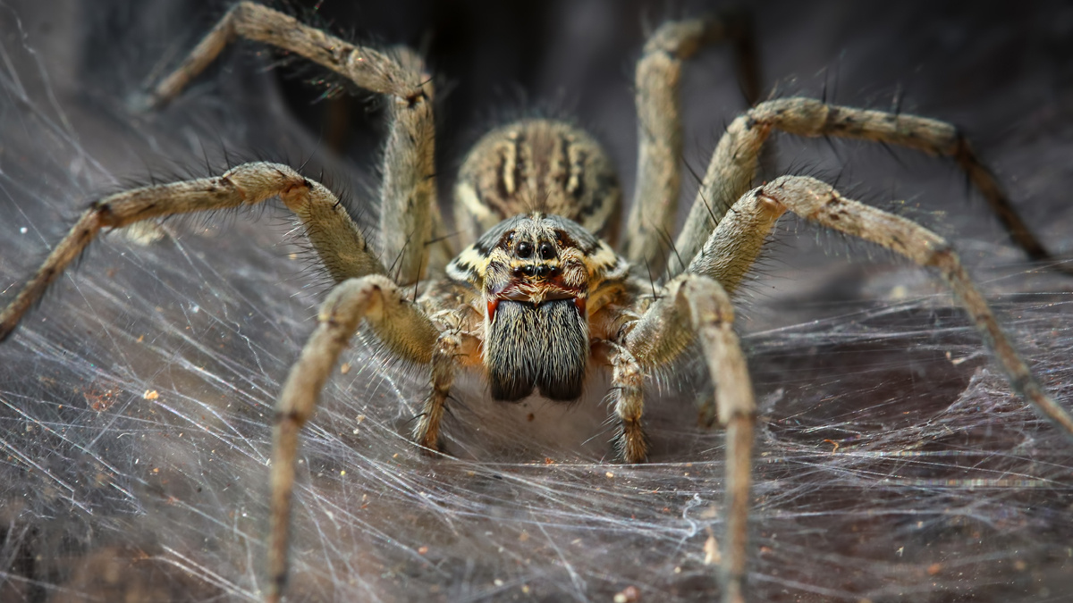 Snakes, spiders tipped to surge in summer