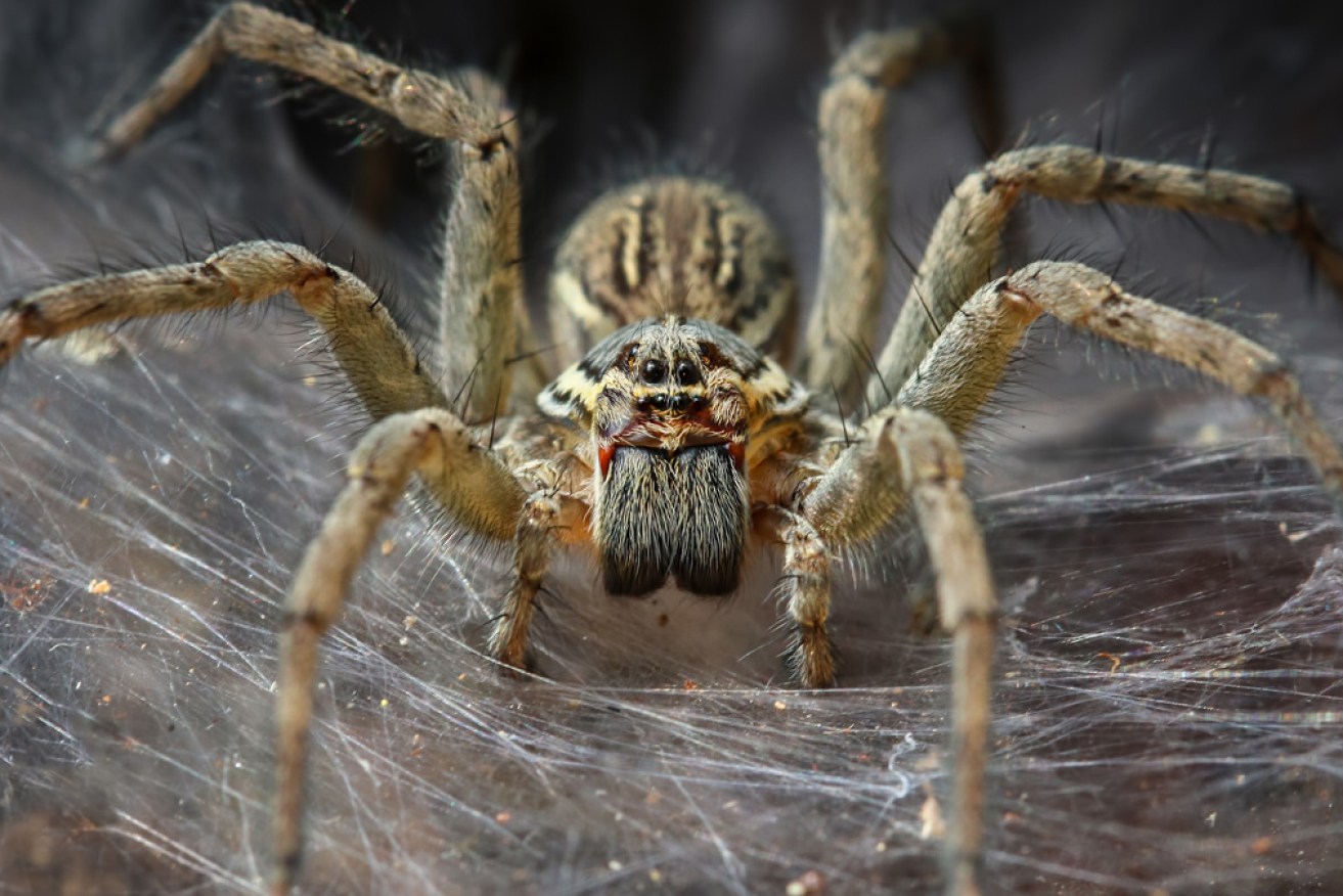 Snakes, spiders tipped to surge in summer