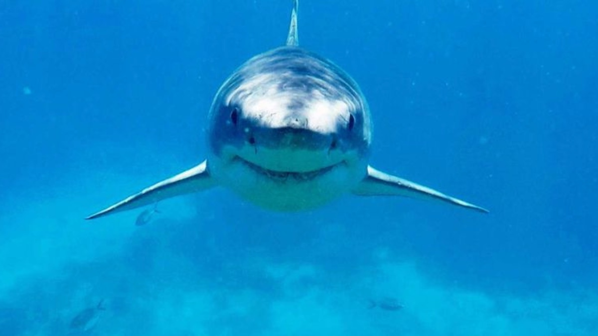 Shark attack leaves woman with serious leg injuries