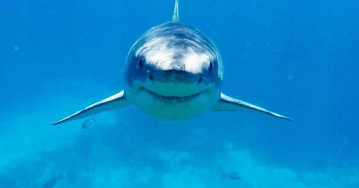 Shark attack leaves woman with serious leg injuries