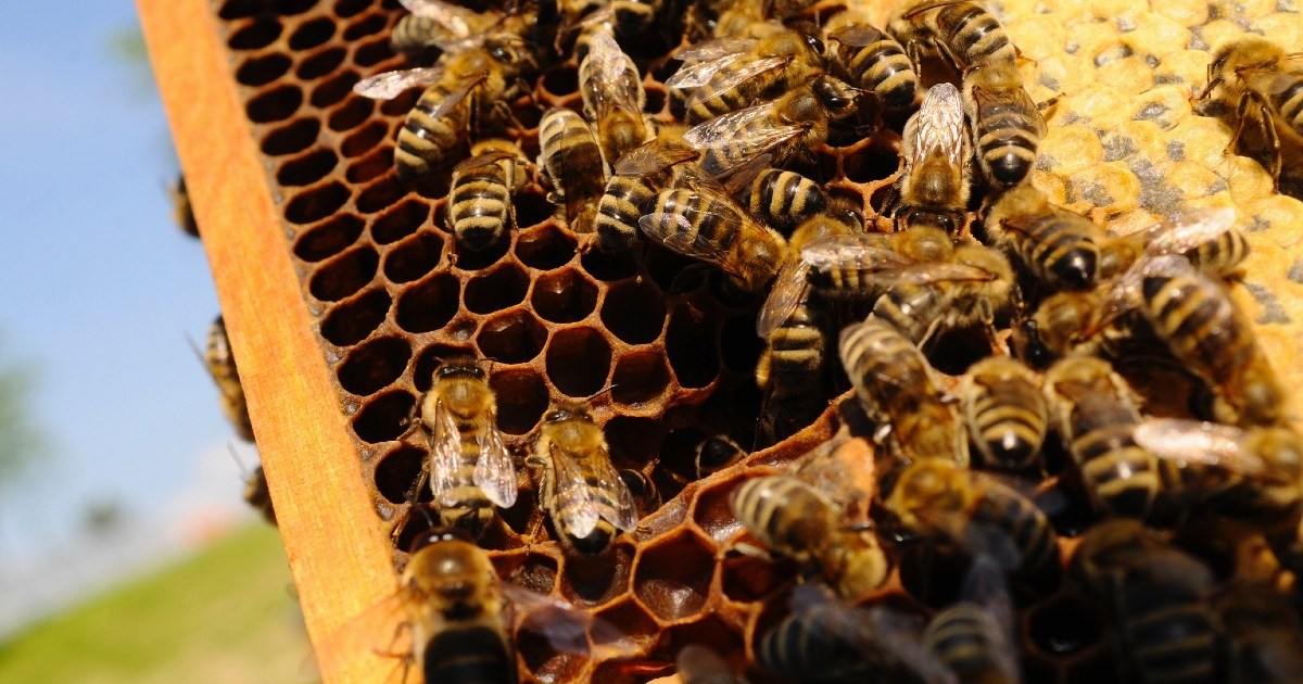 Bee-killing varroa mite spreads further inland