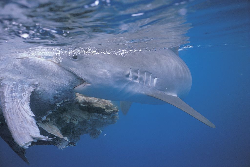 Dozens of sharks released in trial of 'smart' drumlines