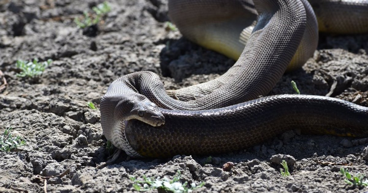Amazing pictures show python regurgiating python | The New Daily