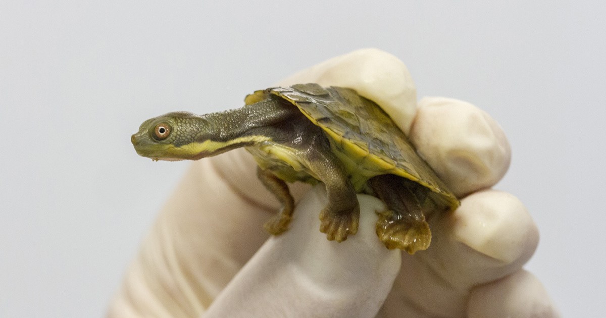 Critically endangered Bellinger River snapping turtle makes a comeback