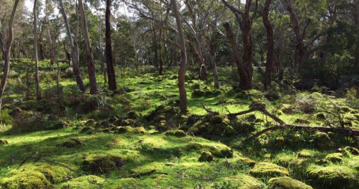 Ancient Aboriginal site in Victoria honoured with World Heritage ...