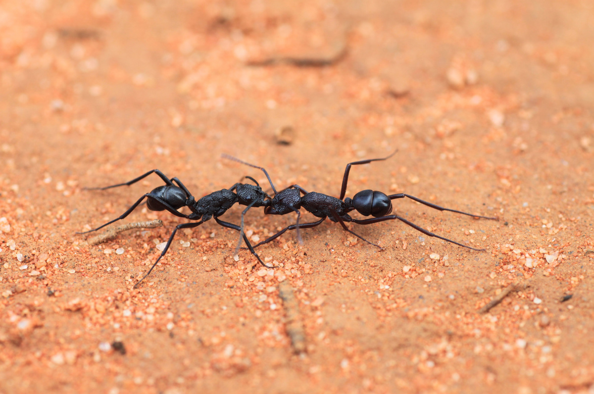 Rain or shine in the Simpson Desert, ant nothing stopping this species