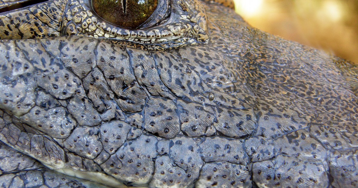 Surgical plate found in croc's stomach might help solve cold case