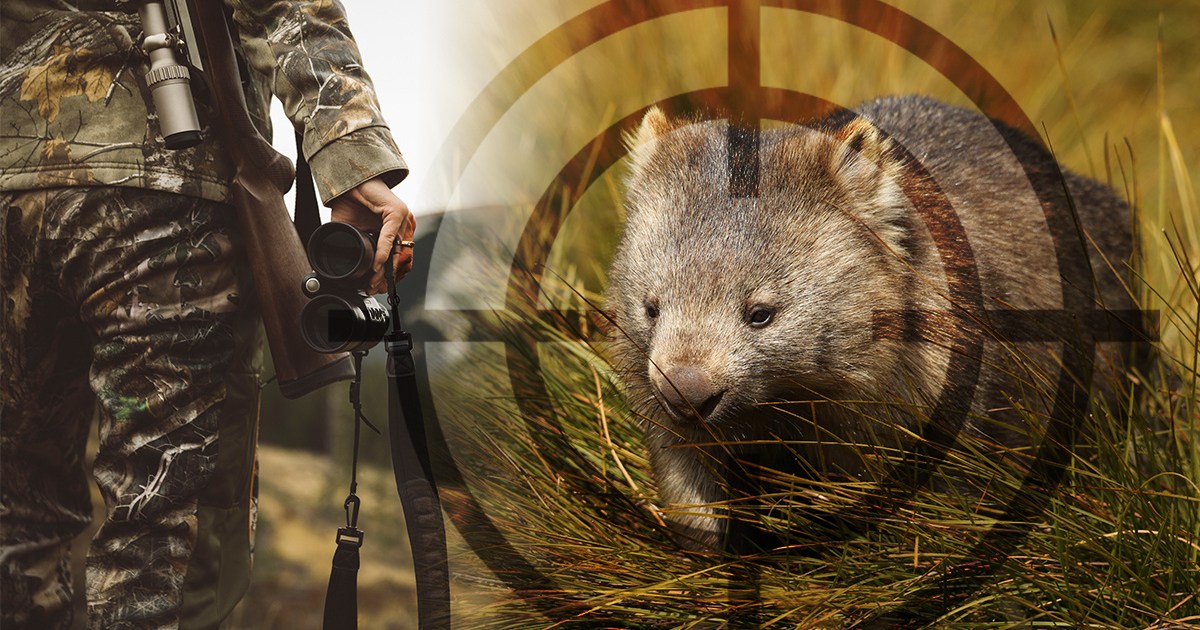 Former govt expert reveals cause of "confusing" wombat protection laws