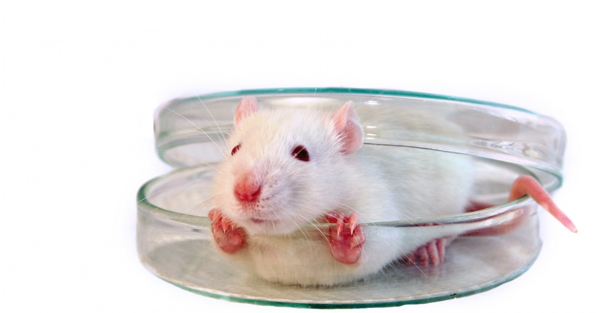 Half mouse, half person: Hybrid creatures to produce organs for transplant