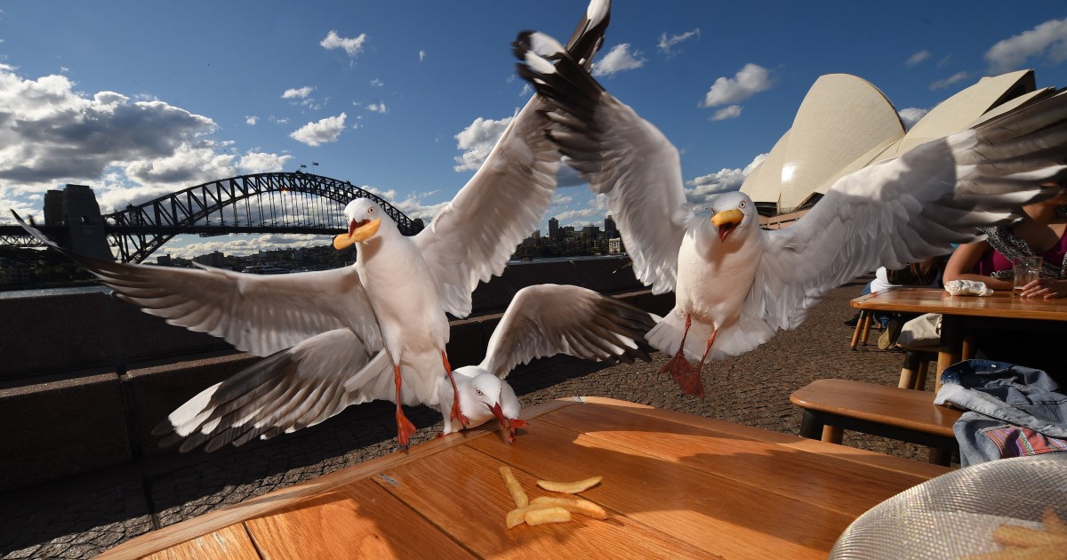 Protecting chips from seagulls: Use your eyeballs, study finds