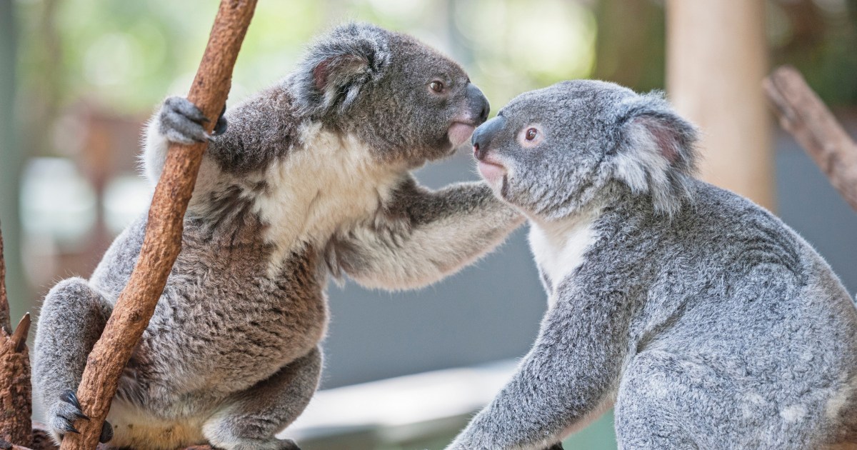 Poo transplants may save koalas from starvation, a new experiment finds
