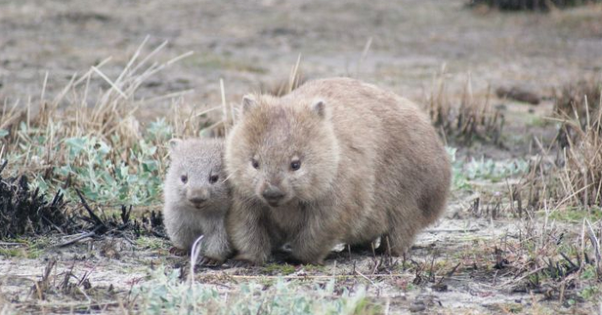 Scientists solve the mystery of wombats' cube-shaped poo | The New ...