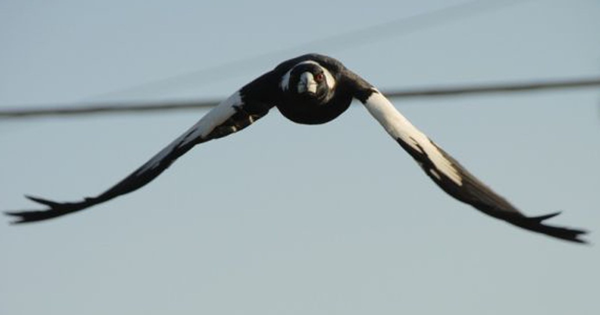 The Aussie invaders swooping and bounding beyond our borders