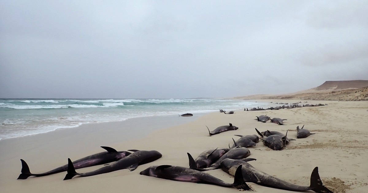 Rescuers bury dolphins after hundreds mysteriously beach | The New Daily