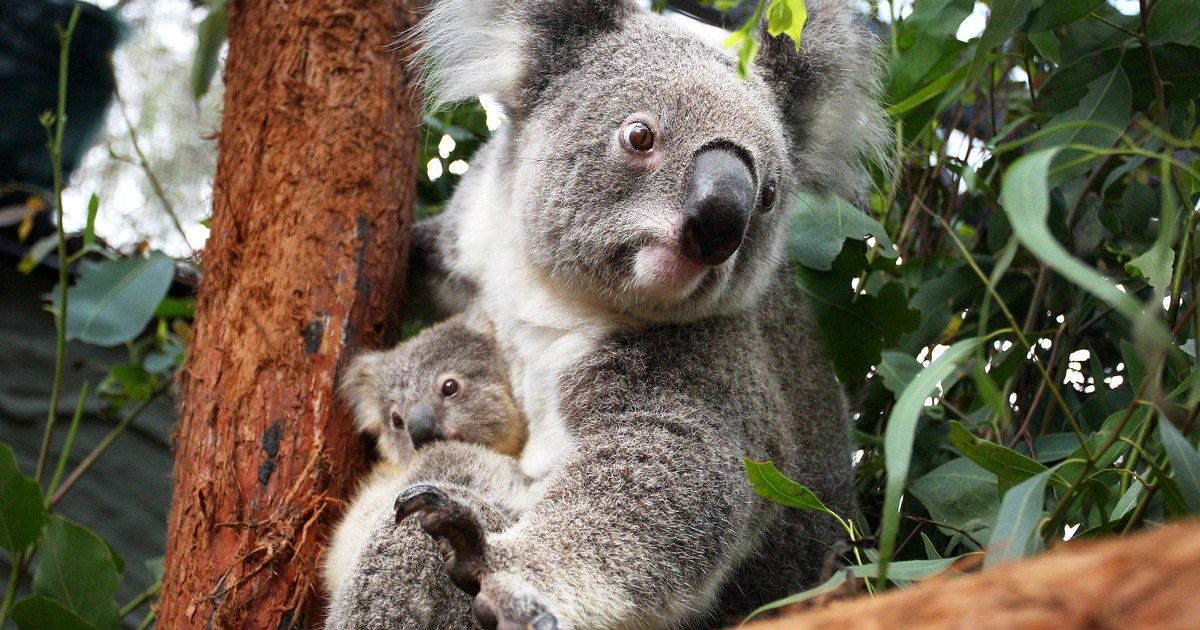 New South Wales ditches war on koalas