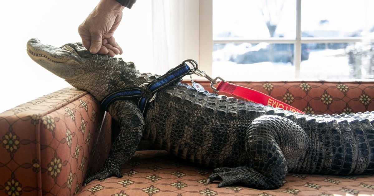 Why Wally the 'emotional support alligator' is taking the internet by ...
