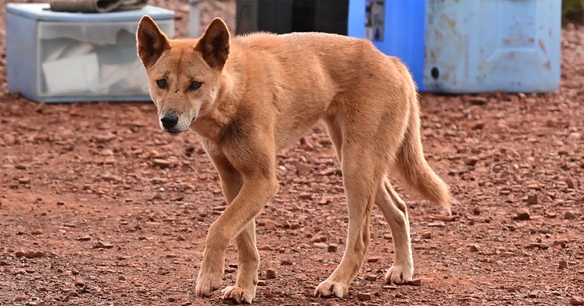 'Never walk alone': Warning after latest dingo attack