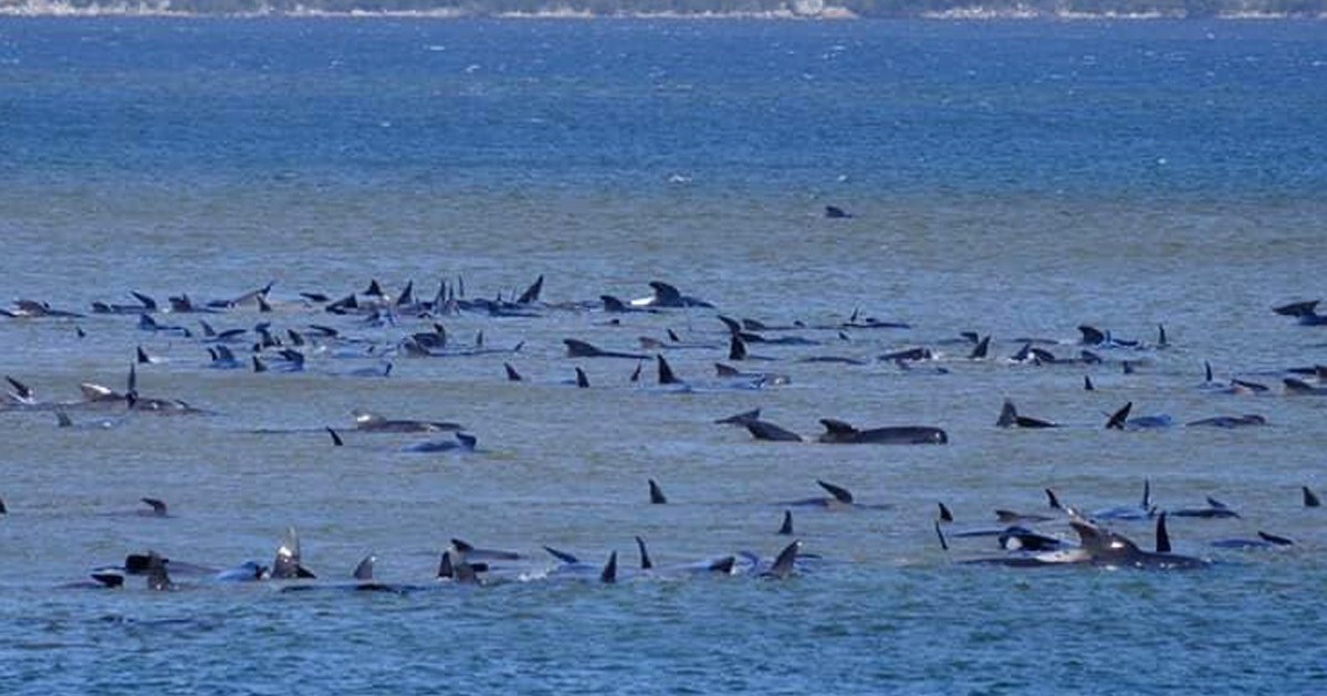 ‘Huge rescue effort’ underway to help large pod of whales stranded on ...