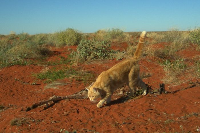 Feral cat in Simpson Desert eats entire kangaroo carcass