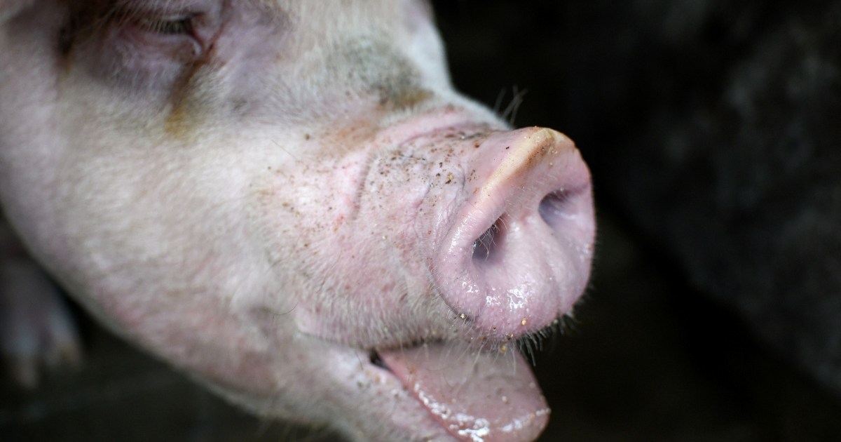 New pig virus in China has pandemic risk, scientists warn