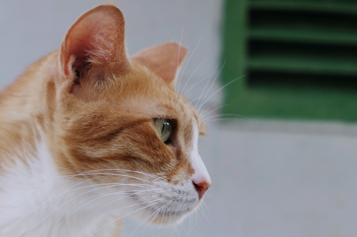 Woman stabbed cat 20 times before throwing it off balcony, police allege