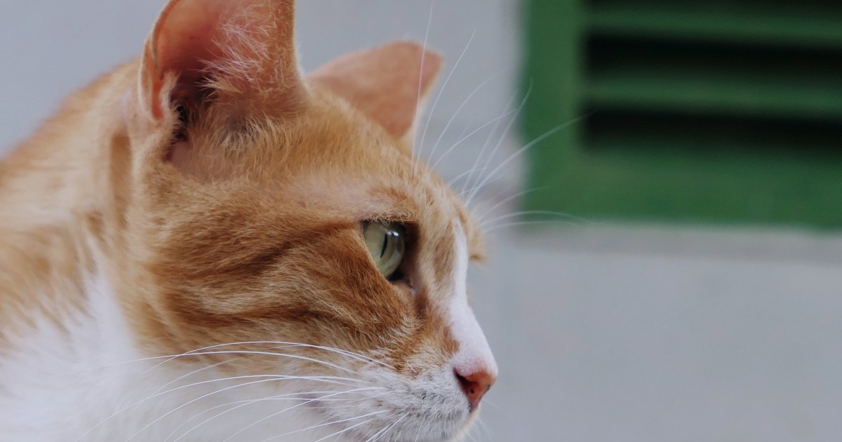 Woman stabbed cat 20 times before throwing it off balcony, police allege