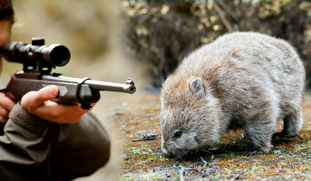 Victoria’s wombat killing laws closer to being overhauled after public ...