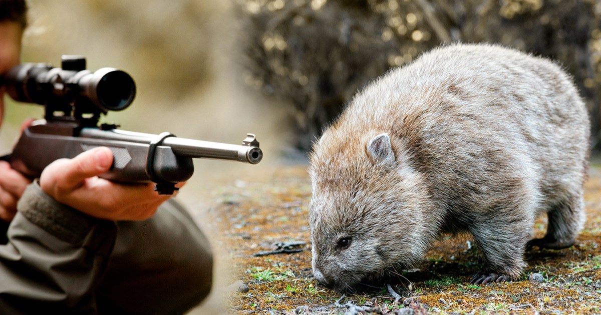 Victoria’s wombat killing laws closer to being overhauled after public ...