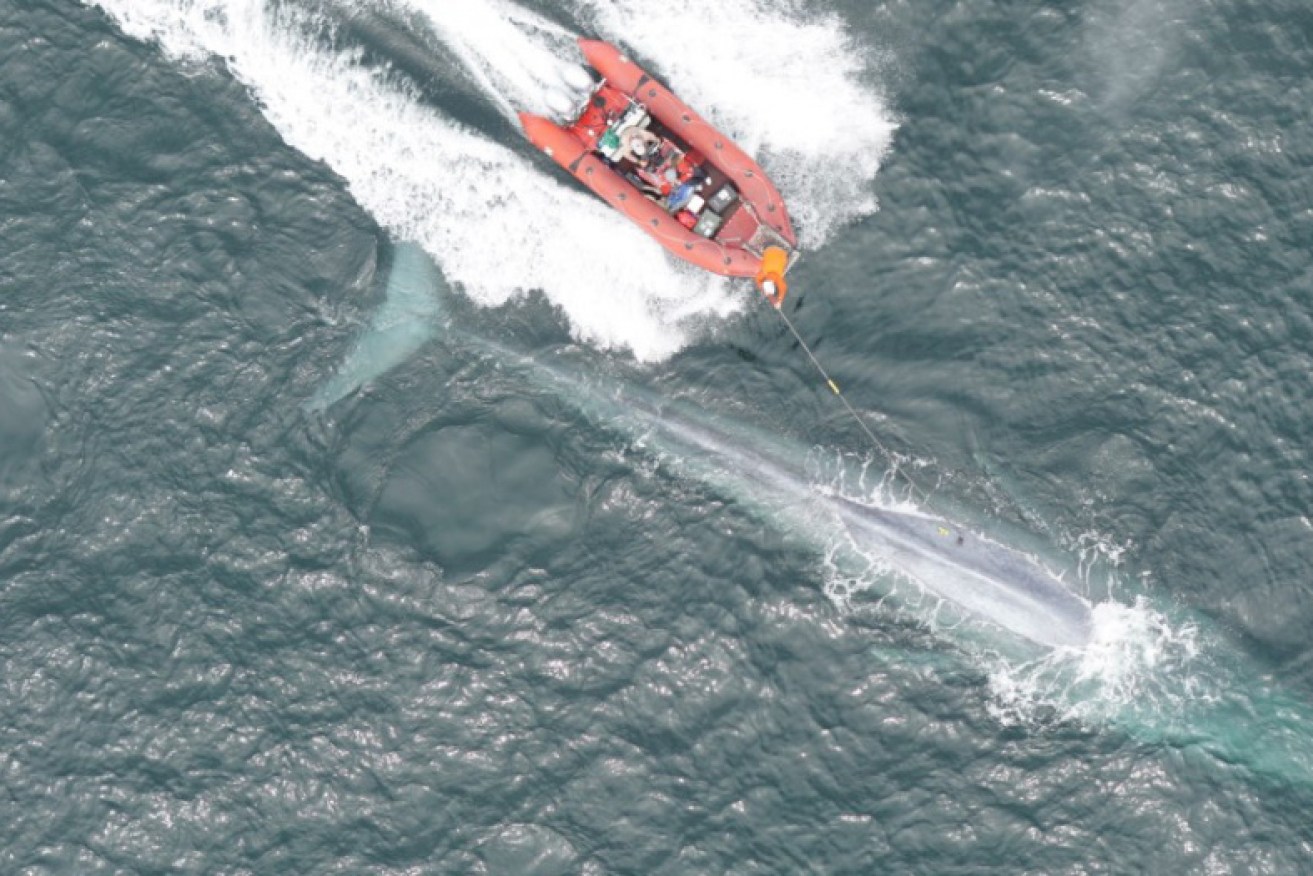 Boom times: the blue whale's heart slows to two beats a minute when ...