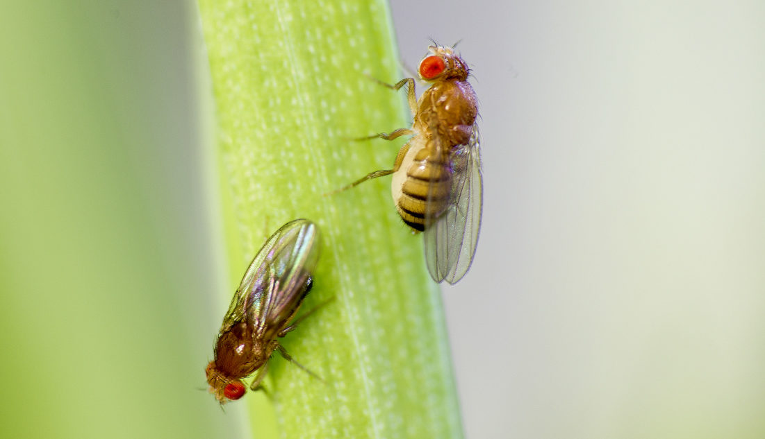 A pill to replace exercise? Yes, but only for flies and mice. Humans ...