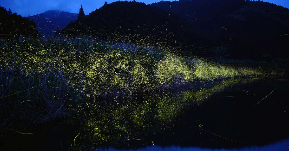 Fireflies in Australia wiped out in bushfires | The New Daily