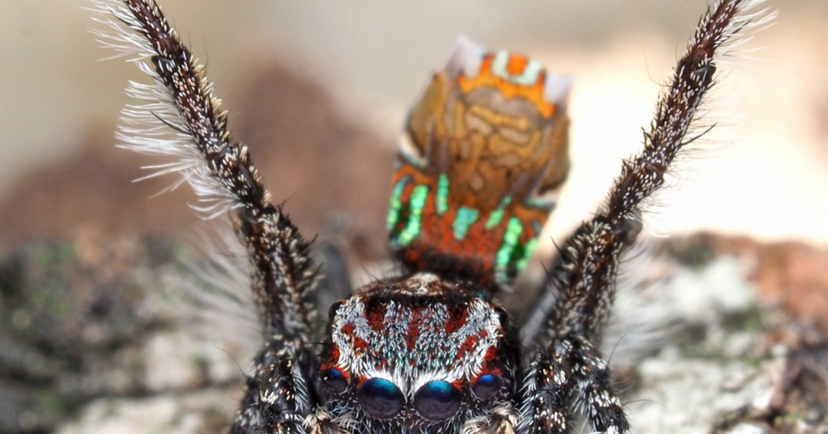 Seven new species of Australian dancing spiders discovered