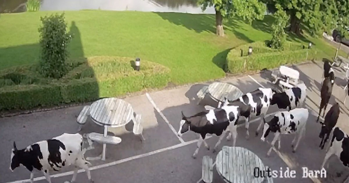 Moo-ve over: These rude customers do not respect social distancing