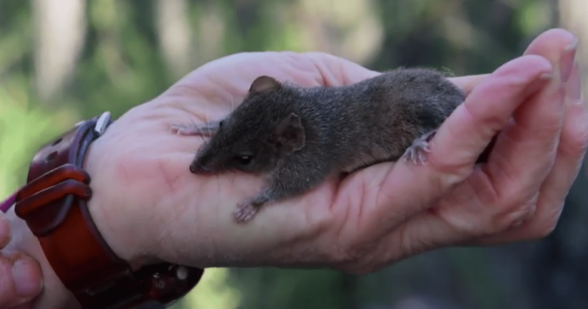 Conservationists cheer endangered mouse's survival in bushfire zone