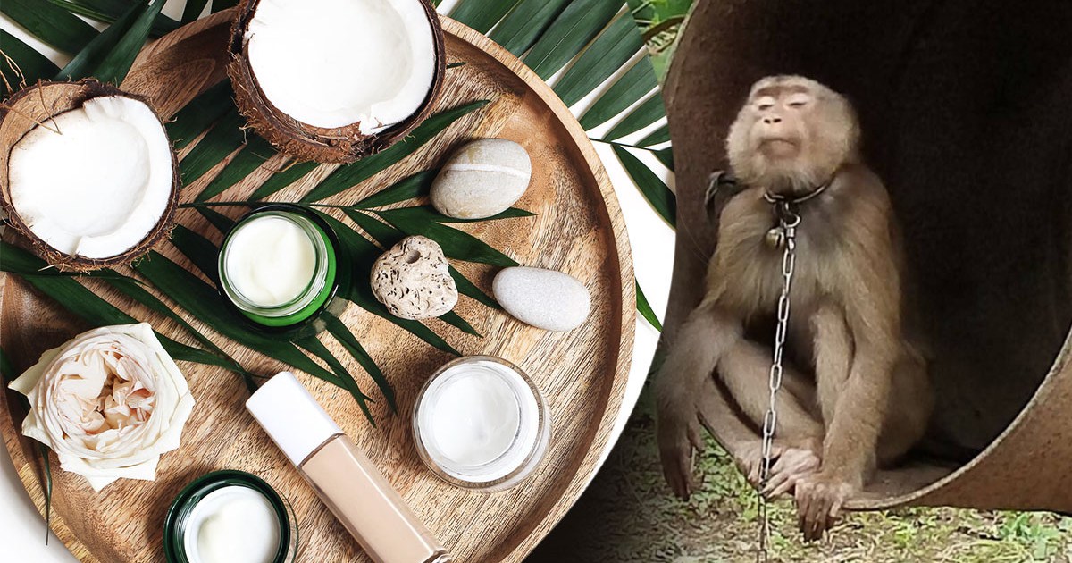 Monkey labour: The terrible truth behind the coconut industry