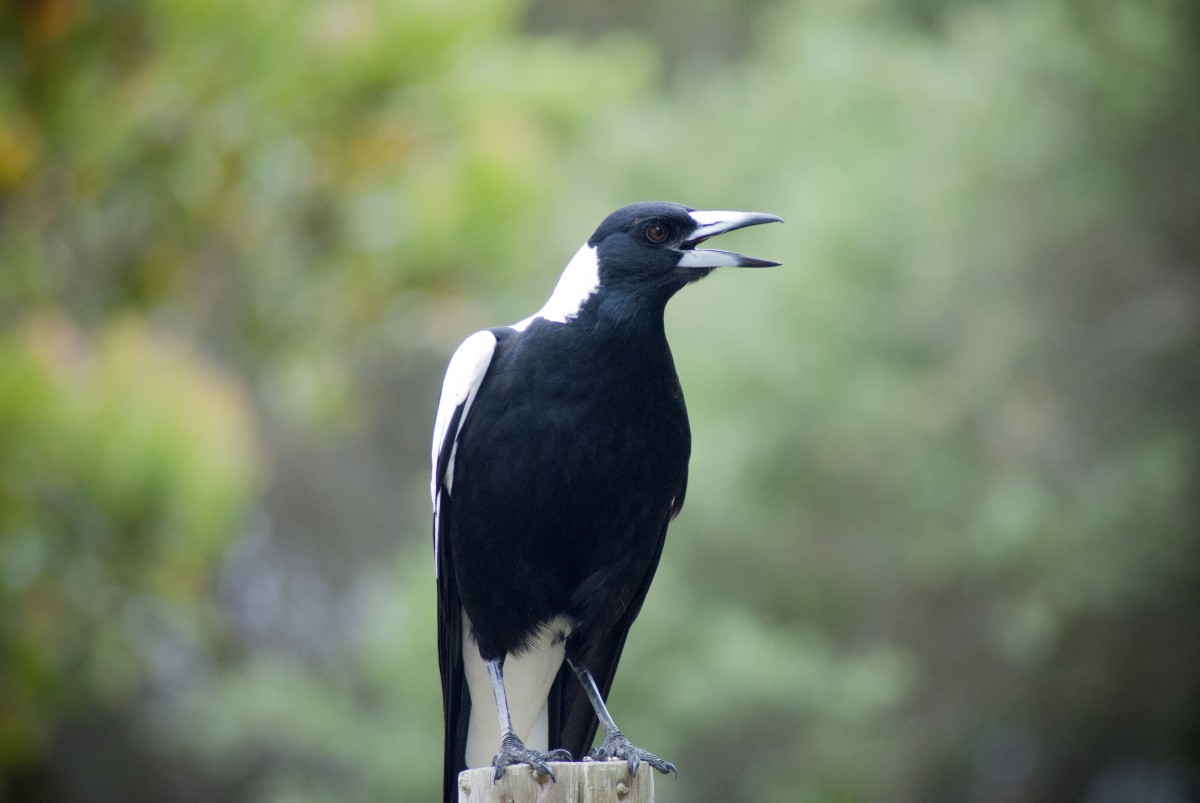 Magpie mayhem? Why swooping bird season is getting longer