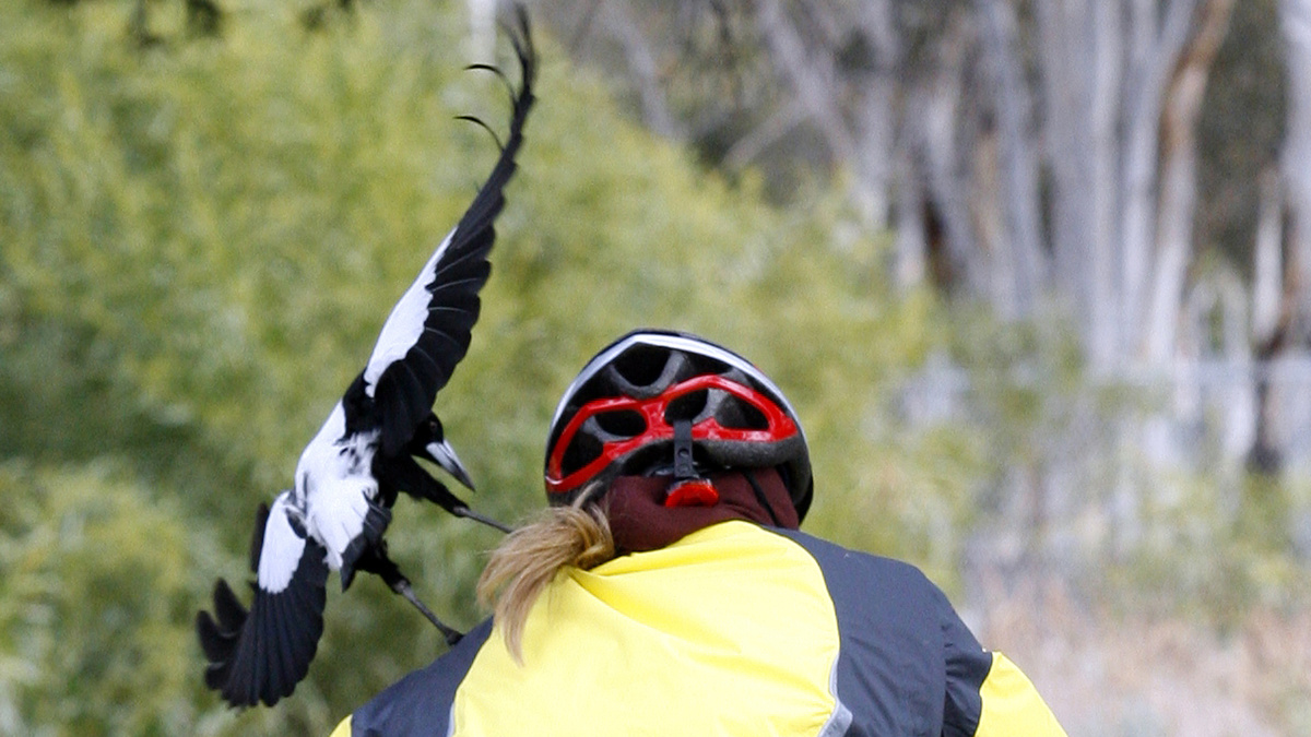 Why Victoria's mask rules might make magpies see red