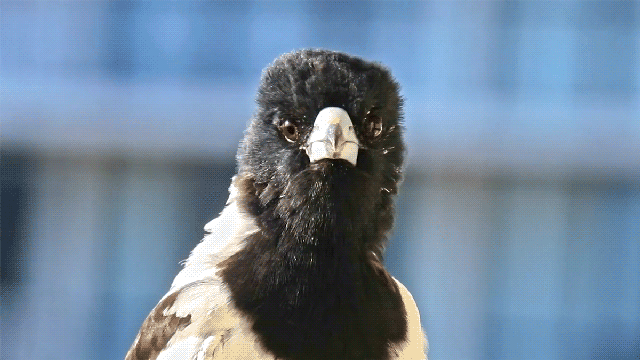 Magpie swooping alert as spring approaches