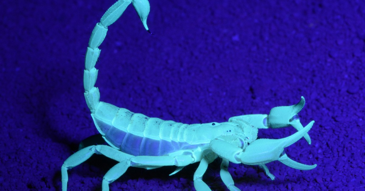 Scorpions on the march, but there is a uniquely Australian solution