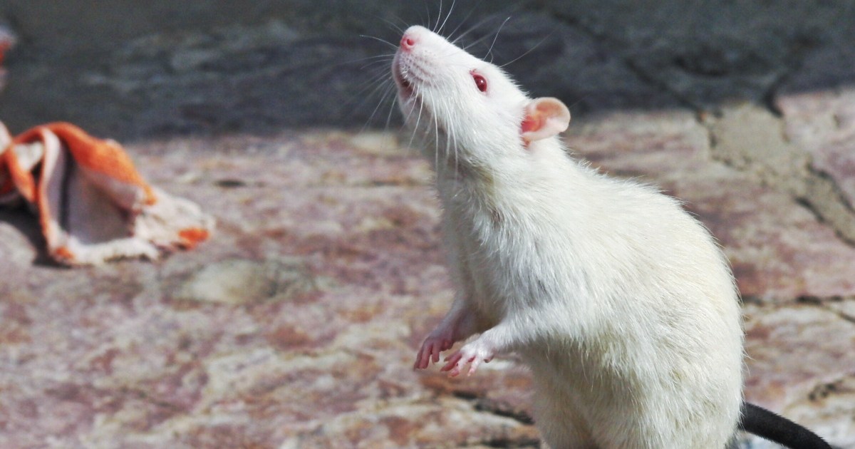 Secret of rats’ survival skills revealed | The New Daily