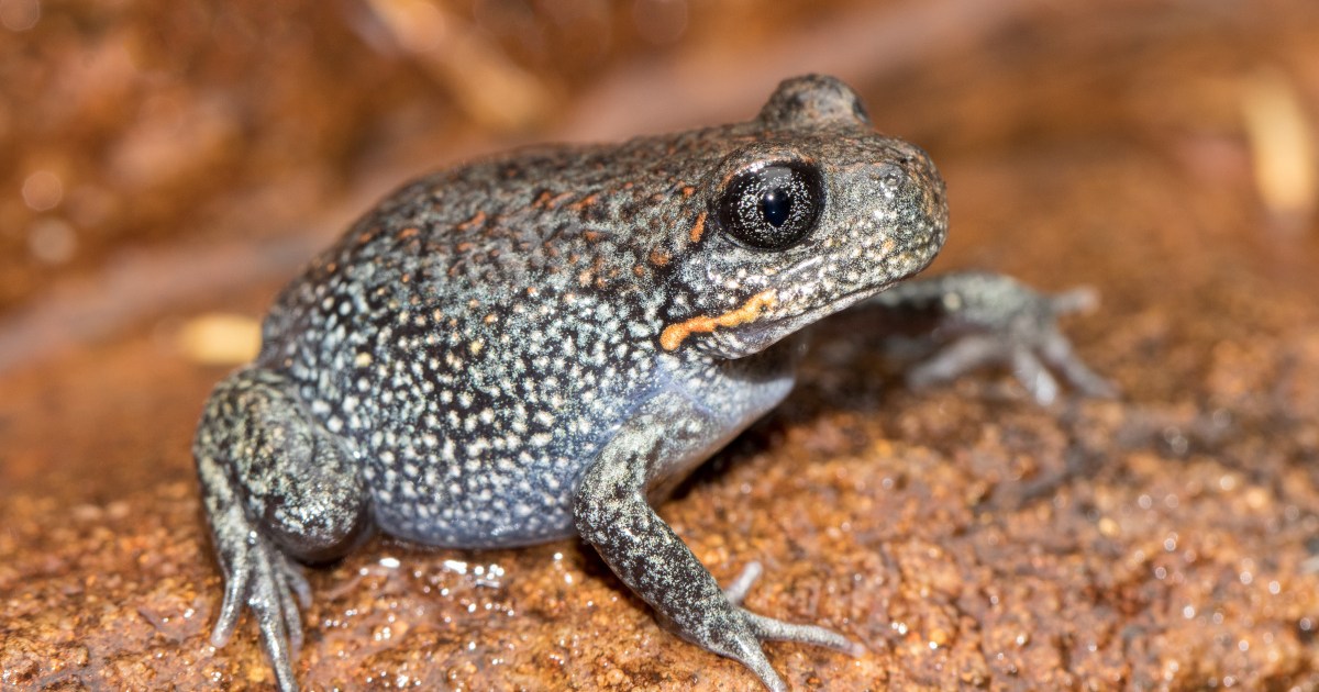 'An exciting find': Ecologists discover native frog thought to be extinct