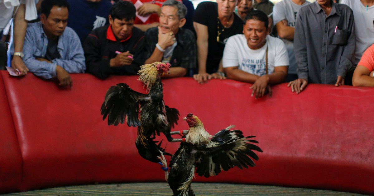 Rooster kills Philippine police officer as raid turns deadly